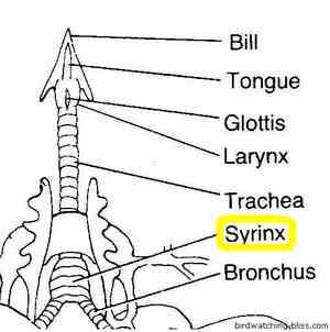 Untitled Document [www.cinelines.com]